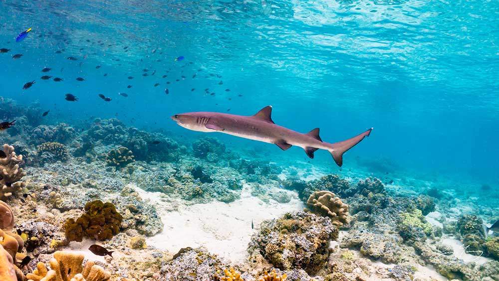 Sapi Island Scuba Diving Adventure in Kota Kinabalu, Sabah - Klook