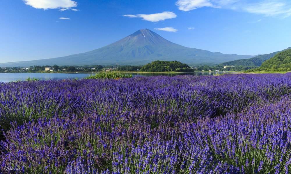 Mount Fuji Day Tour from Tokyo Ginza | Mt. Fuji, Lake Kawaguchi ...