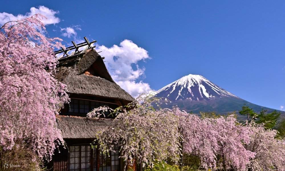 Mt. Fuji & Lake Kawaguchiko Seasonal Flower Viewing Day Tour - Klook