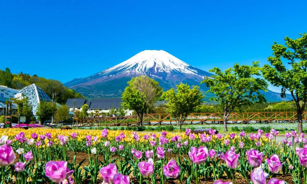 Fuji Area Sightseeing, All-You-Can-Eat Fruits & Mt. Kachi Kachi Ropeway ...