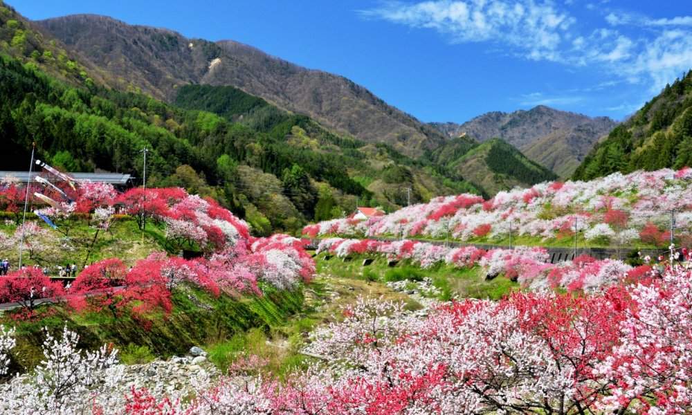 Samurai Road "Magome-juku"&Spring Peach "Hanamomo no Sato" Day Trip - Klook