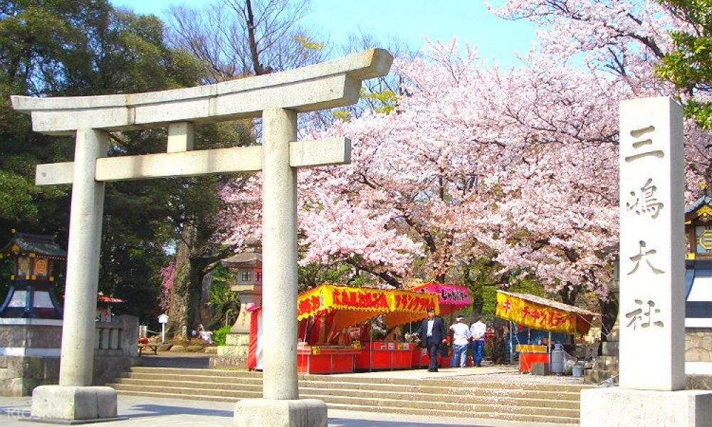 Cherry Blossom at Mishima Shrine and Mishima Skywalk Day Tour with ...