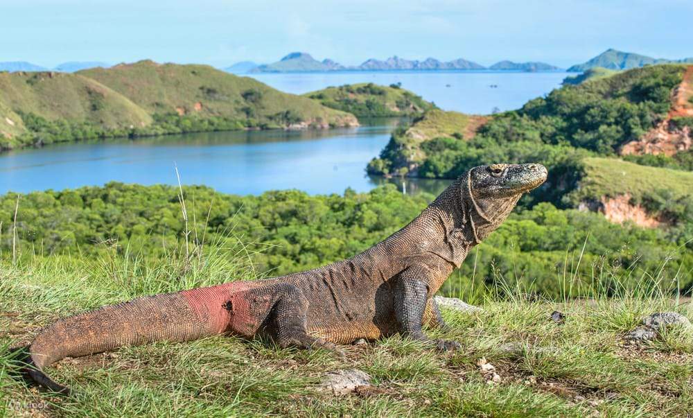 Deden Putra Phinisi Sailing Komodo Liveaboard Labuan Bajo - Klook