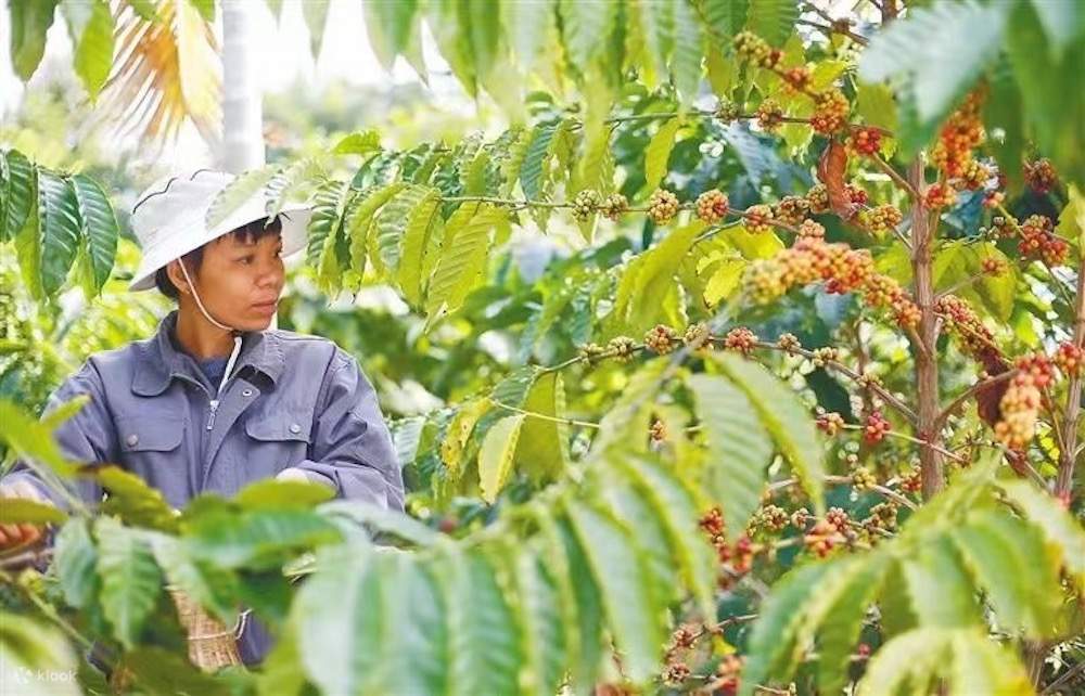 Experience the charm of hand-poured coffee and Italian latte art in a ...