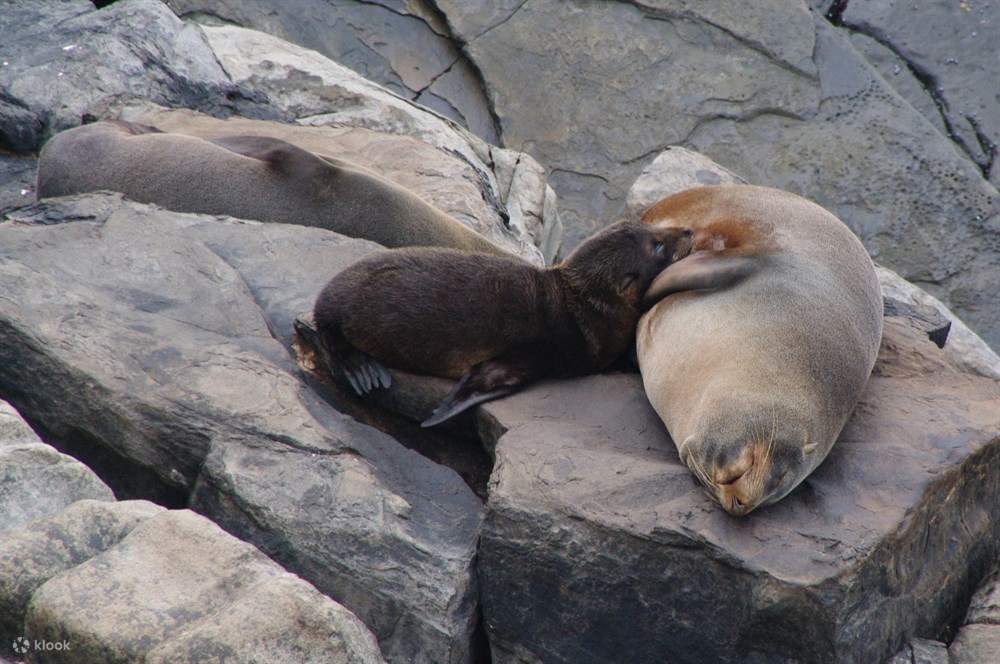 2 Day Kangaroo Island Wildlife and Scenic Tour from Adelaide - Klook