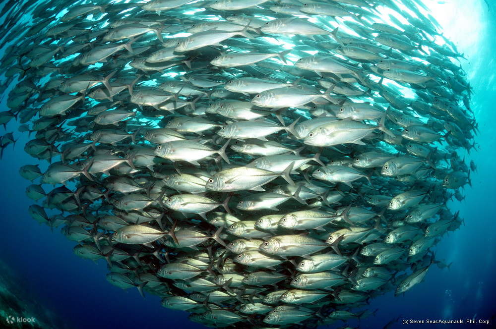 Erkunden Sie die Tiefen: 5-Tauch-Moalboal-Riffpaket in Moalboal mit ...