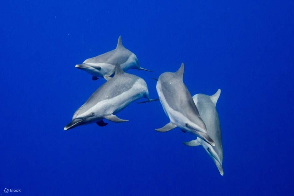 오아후에서의 조디악 돌고래 수영 및 스노클링 - 클룩 Klook 한국