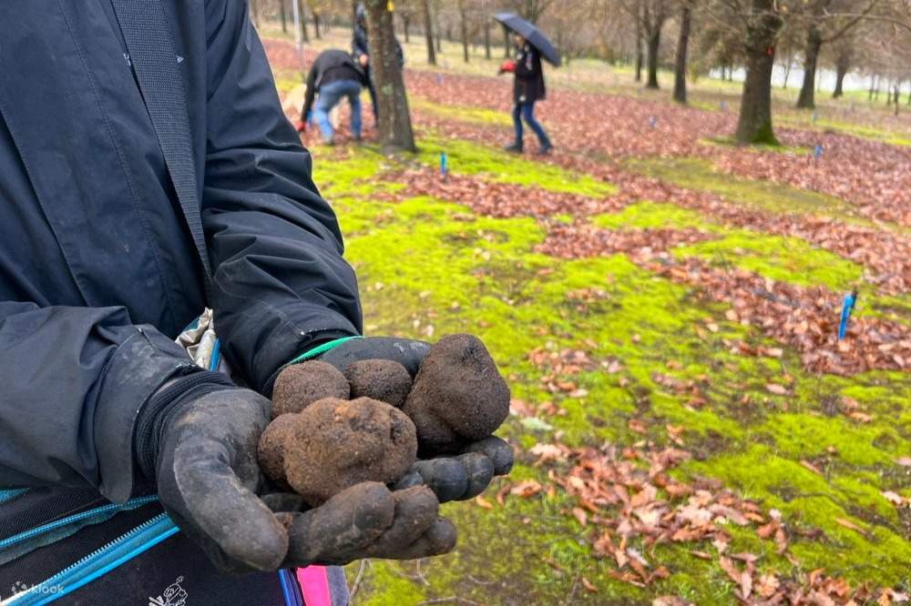 Private Margaret River Truffles and Wine Half Day Tour - Klook United ...