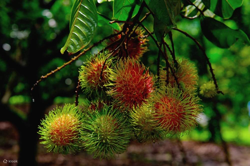 Một ngày trọn vẹn ở Pattaya-Rayong với tiệc buffet sầu riêng tại Suphattraland Farm - Klook Việt Nam