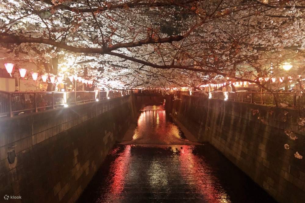 Tokyo City, Nakameguro Cherry Blossom Viewing Evening Half Day Walking ...