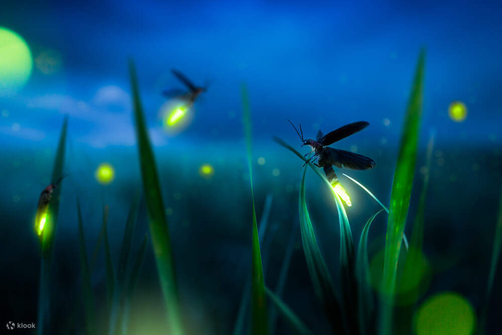 Fireflies Garden With Ubud Highlight & Kintamani Cafe Tour - Klook ...