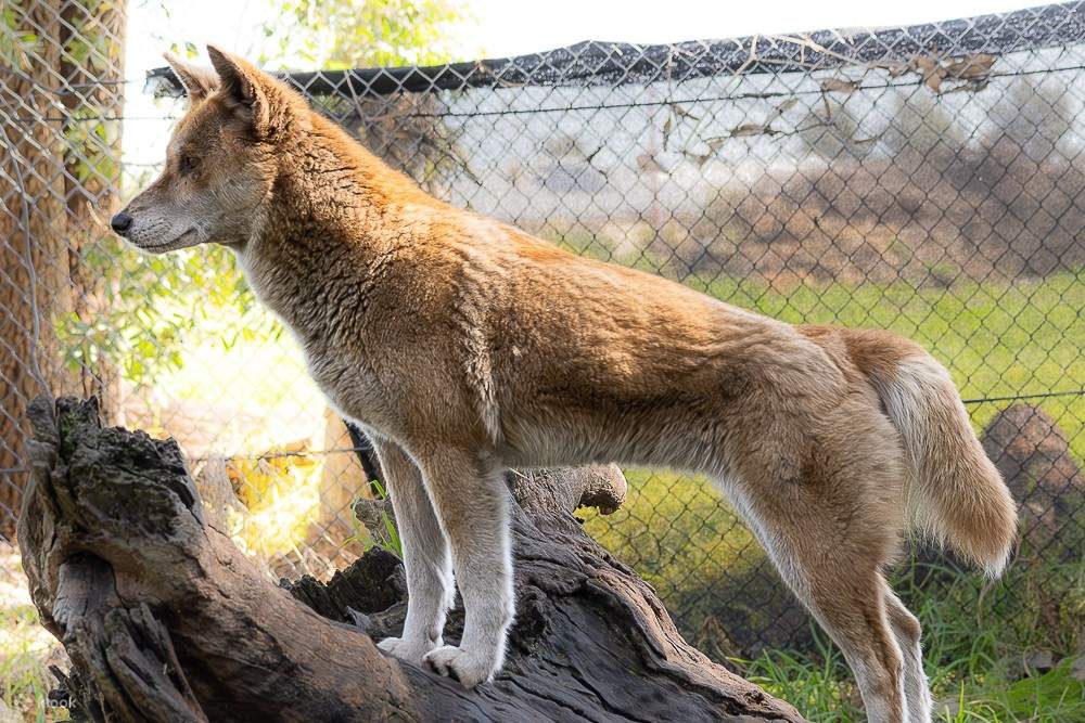 Ranger Red's Zoo Ticket - Klook Philippines