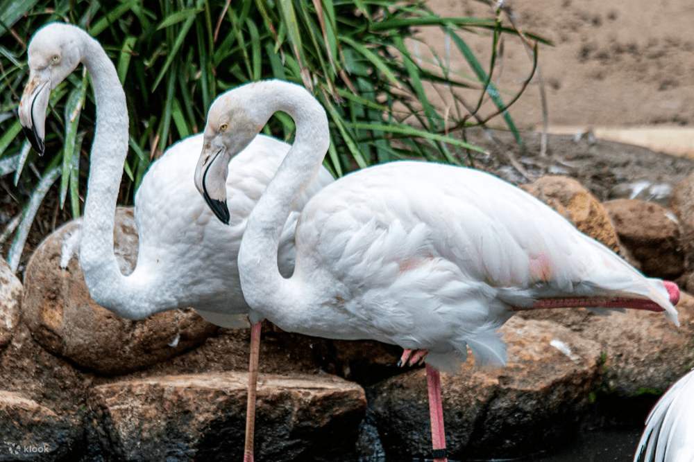 World of Birds Wildlife Sanctuary and Monkey Park Admission (Direct ...