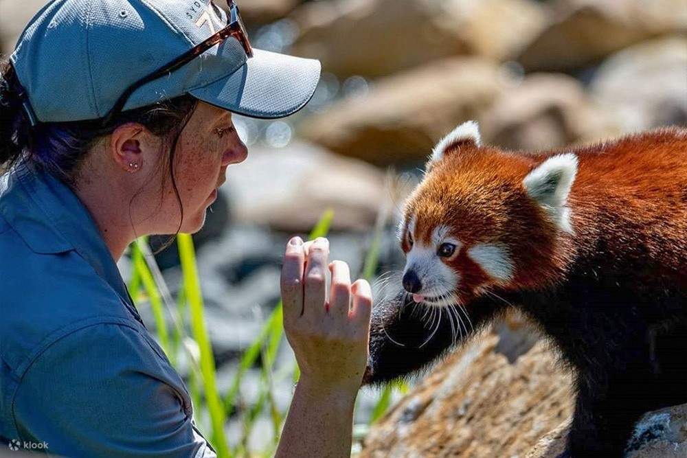 Sydney Blue Mountains One Day Tour - Klook