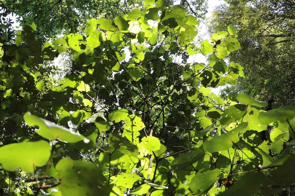 Rongoa Rakau Introduction Tour - Klook Australia