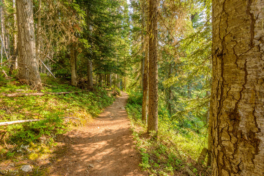 Wild Trails of Nainital: 4 Hours Guided Trekking Experience - Klook India