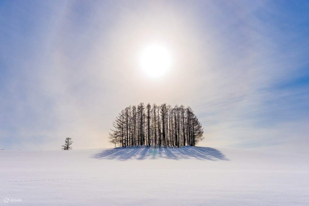 Hokkaido | Sapporo City/Furano/Lake Toya/Otaru Customized Chartered One ...