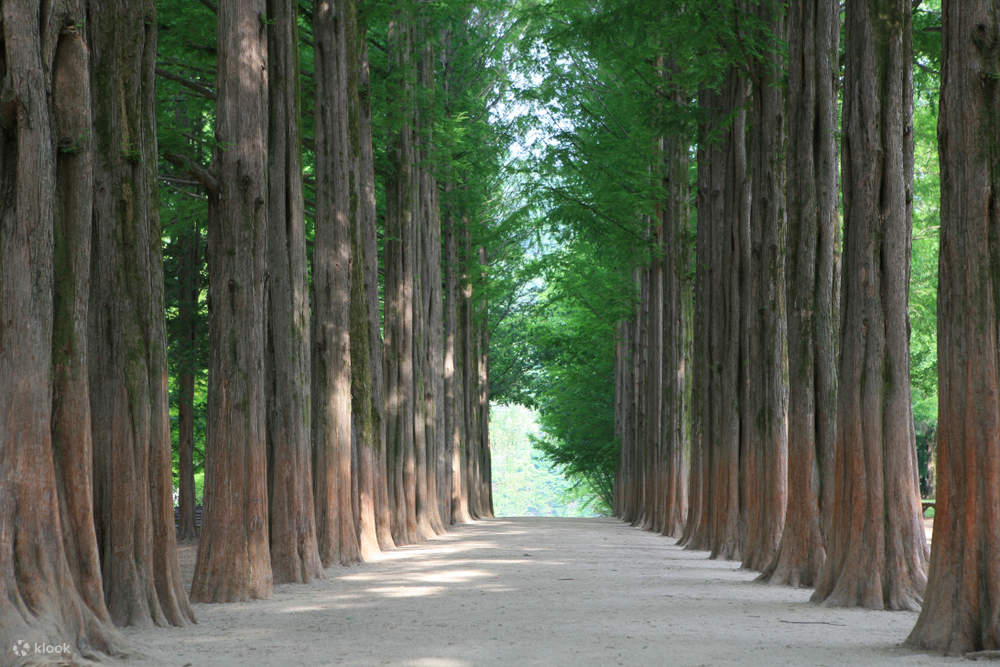 Nami Island / Petite France / Garden of Morning Calm / Rail Bike ...