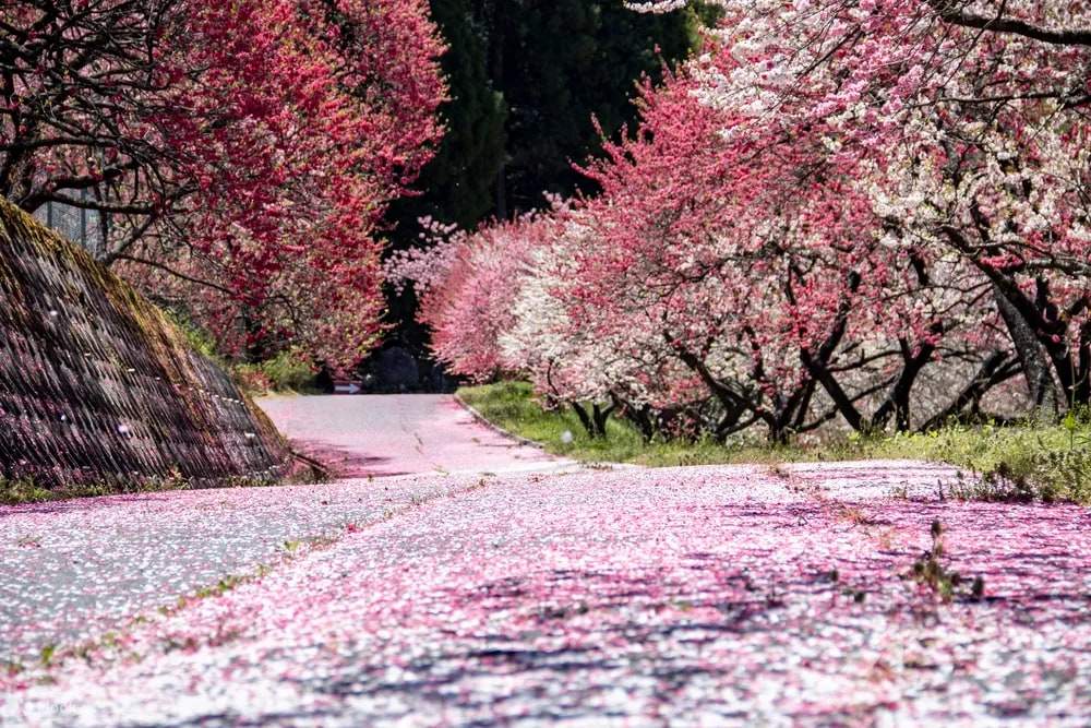 Hanamomo no Sato og Magome Juku 1-dags bustur fra Nagoya - Klook Danmark
