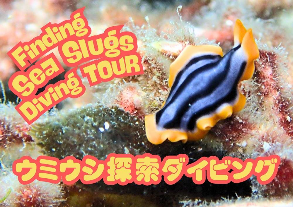 Onna Village: Nudibranch Diving Tour - Klook India