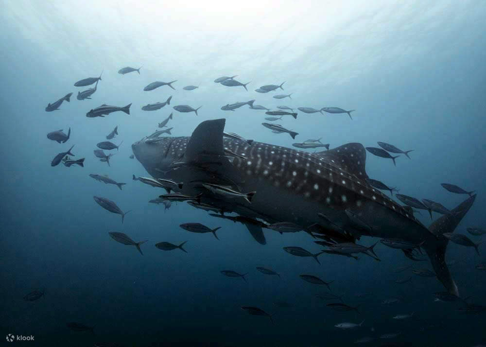 Explore Phi Phi and Shark Point with PADI 5 Star Dive Center - Klook ...