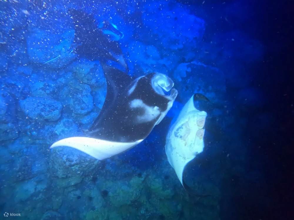 Manta Ray Night Snorkeling in Big Island - Klook United Kingdom