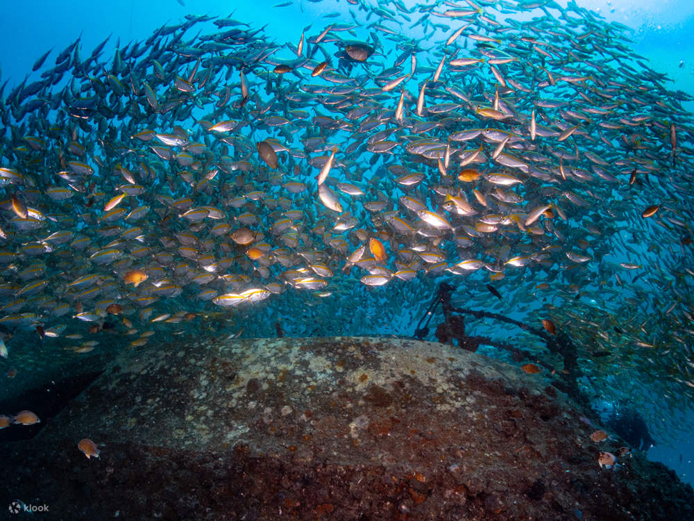 Experience Phi Phi Marine Park Ship Wreck and Reef Dive with PADI Dive ...