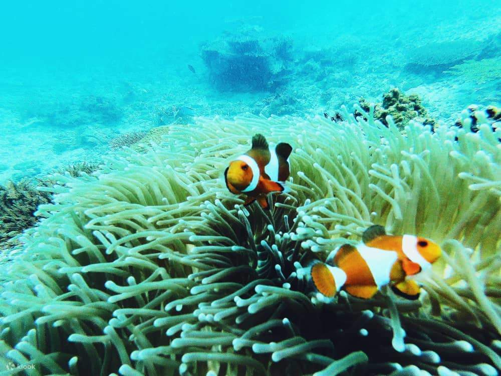 Esplora le profondità con il nostro pacchetto di immersioni ricreative ...