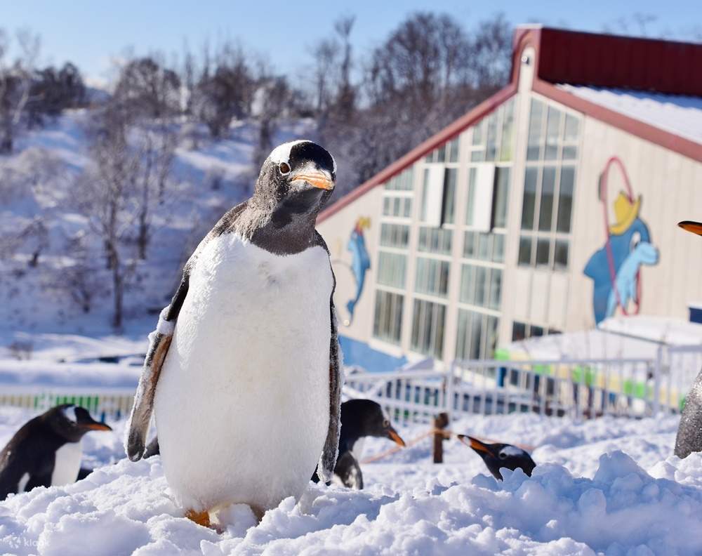 Otaru Aquarium Admission - Klook