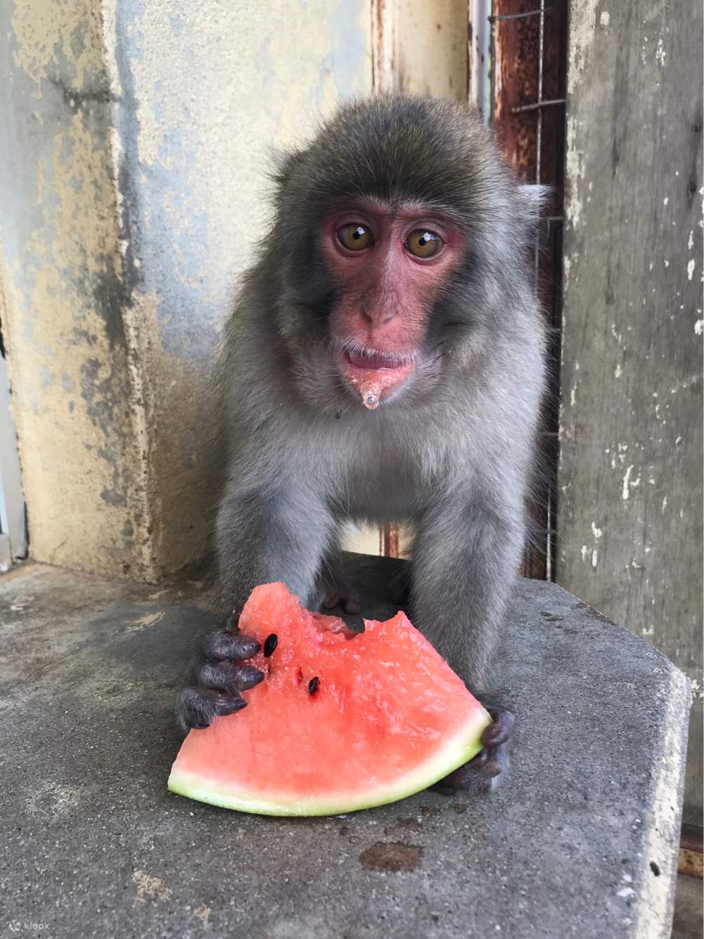 Shodoshima Choshi Gorge Natural Zoo Monkey Country - Klook
