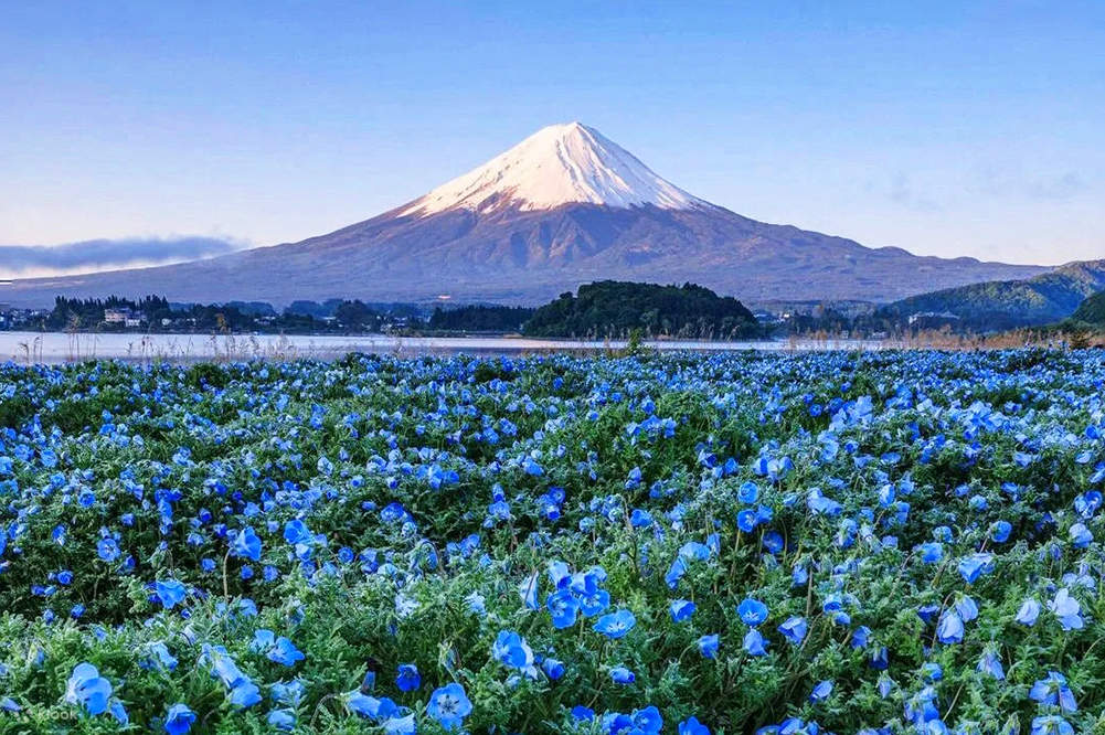 Mount Fuji Internet celebrity check-in spot & Kawaguchiko four-season ...