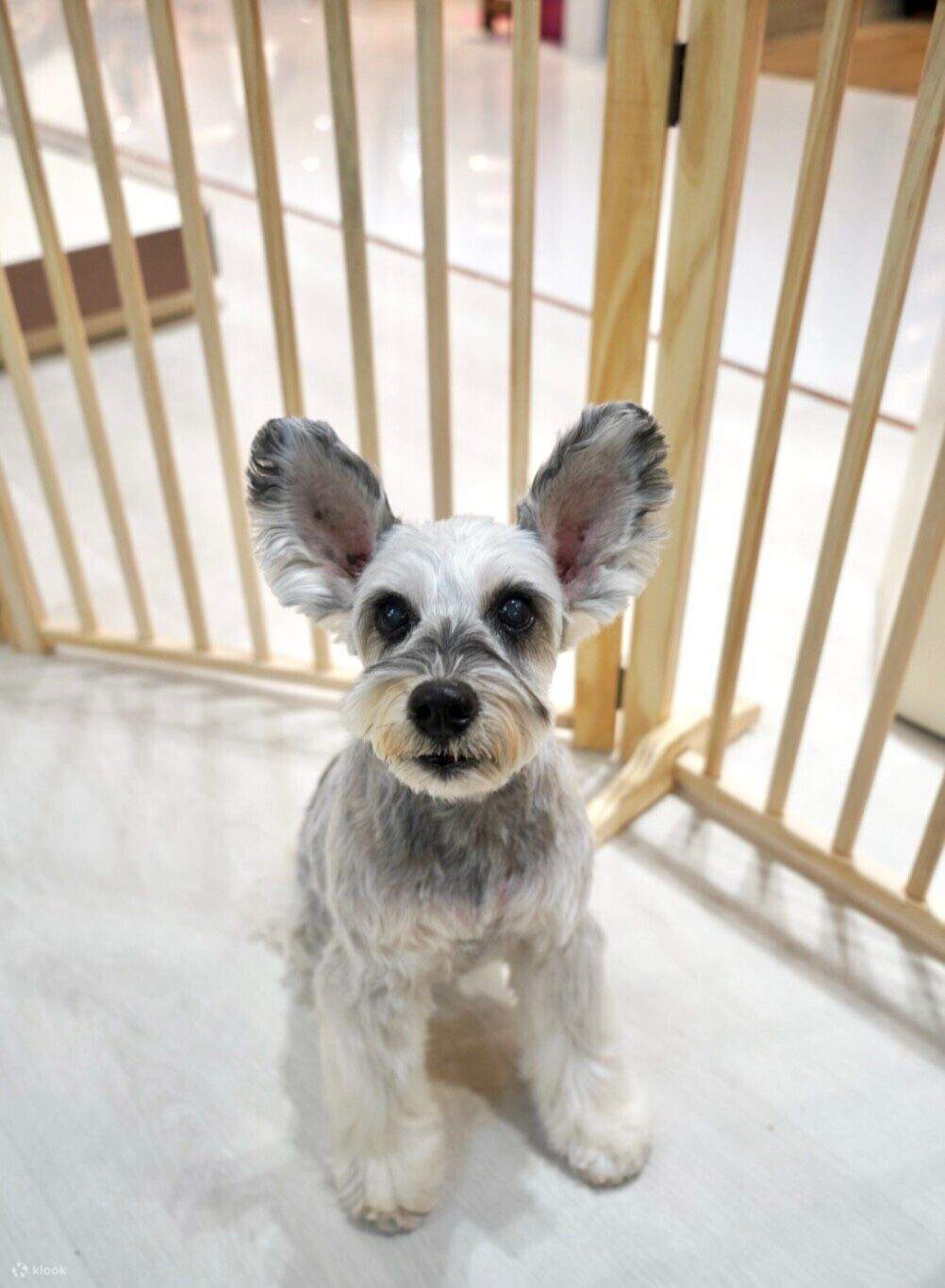 Good Grooming｜Mini Groom pet grooming coupons and pet spa services - Klook