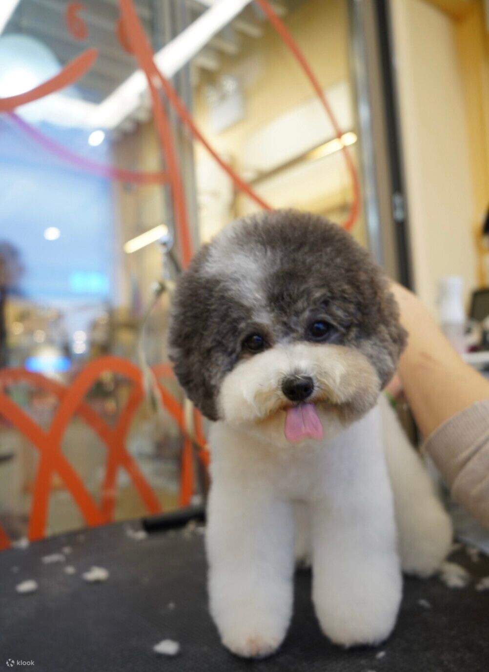 Good Grooming｜Mini Groom pet grooming coupons and pet spa services - Klook