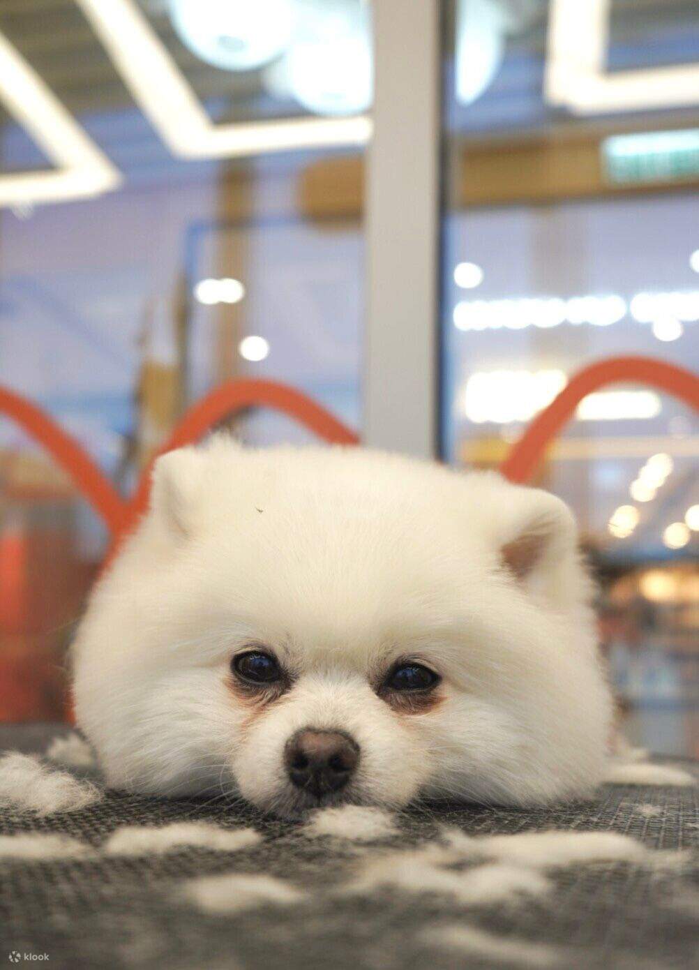 Good Grooming｜Mini Groom pet grooming coupons and pet spa services - Klook