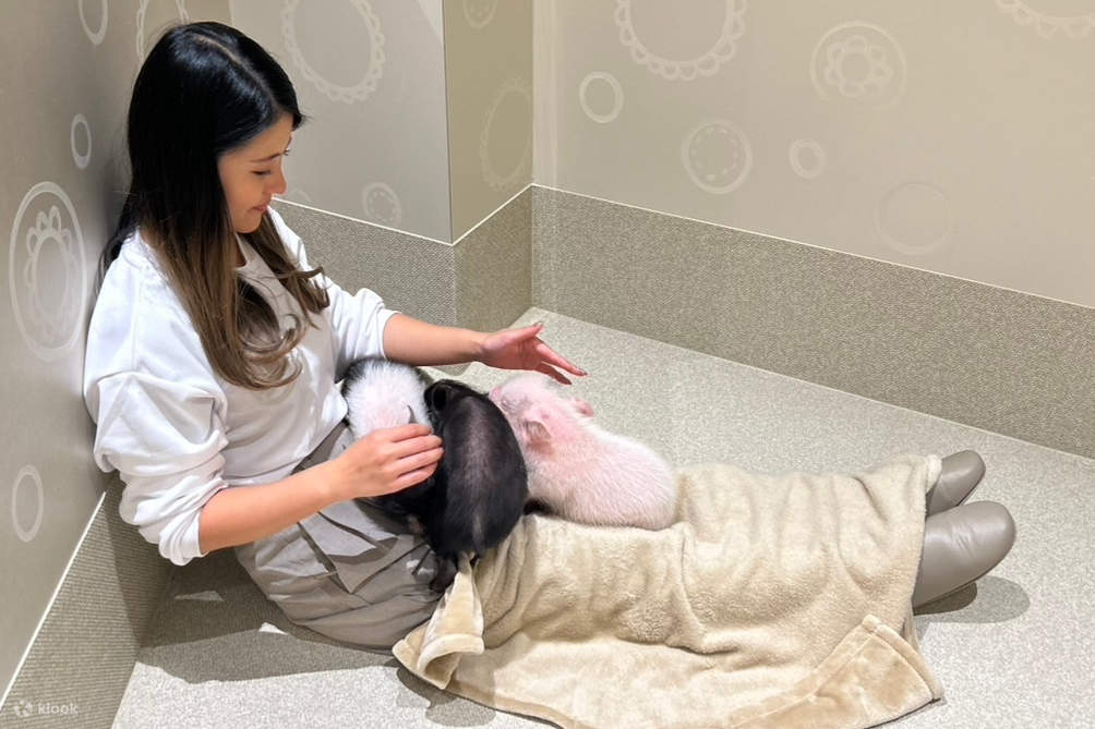 A private micro pig petting cafe with feeding experience (Tokyo) - Klook