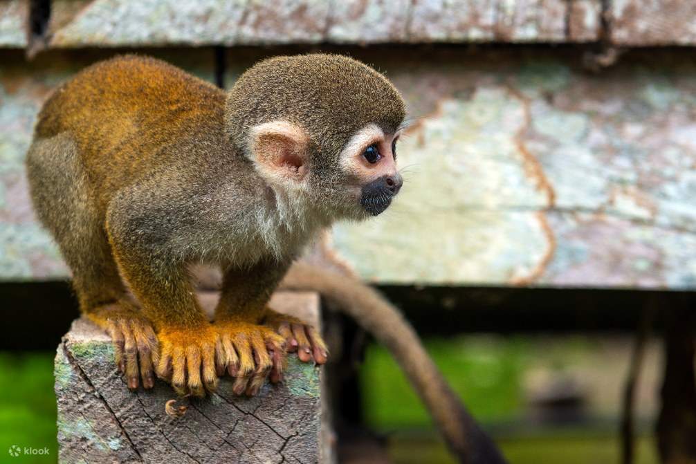 Immerse in Nature: 6 Days Manu Reserved Zone Tour for Unforgettable ...