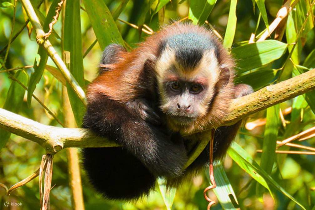 Immerse in Nature: 6 Days Manu Rainforest Tour for Unforgettable Amazon ...