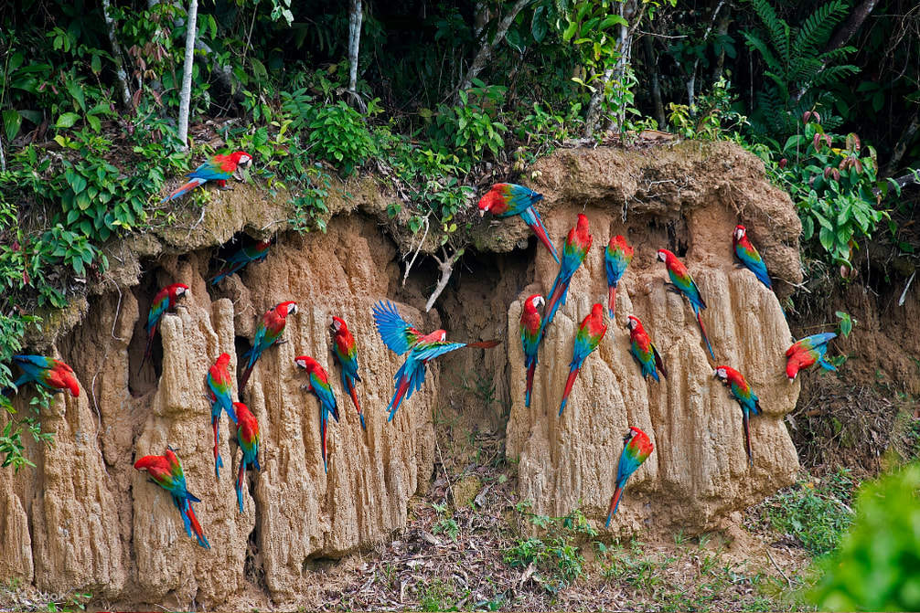 Immerse Yourself in Nature: Manu Jungle Tour 3 Days Adventure - Klook