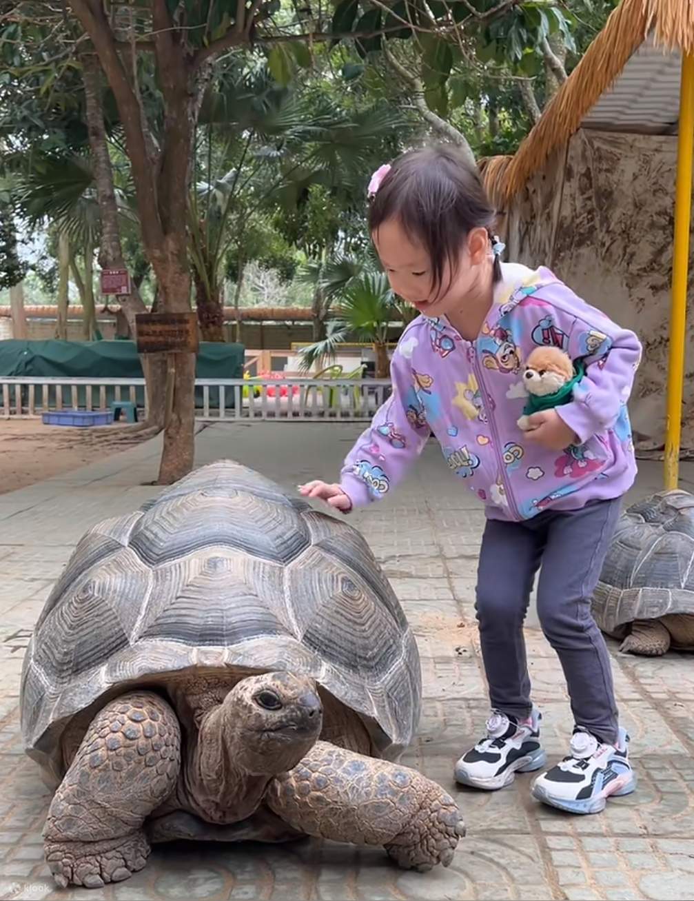 Hainan Lingshui Lotte Homestay - Berteman dengan kura-kura raksasa ...