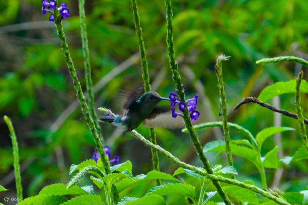 Manu Jungle Tour 5 Days - Klook India