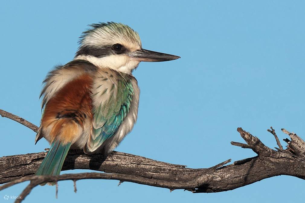 1 Day Flinders Ranges Southern 4WD Eco Safari Tour - Klook