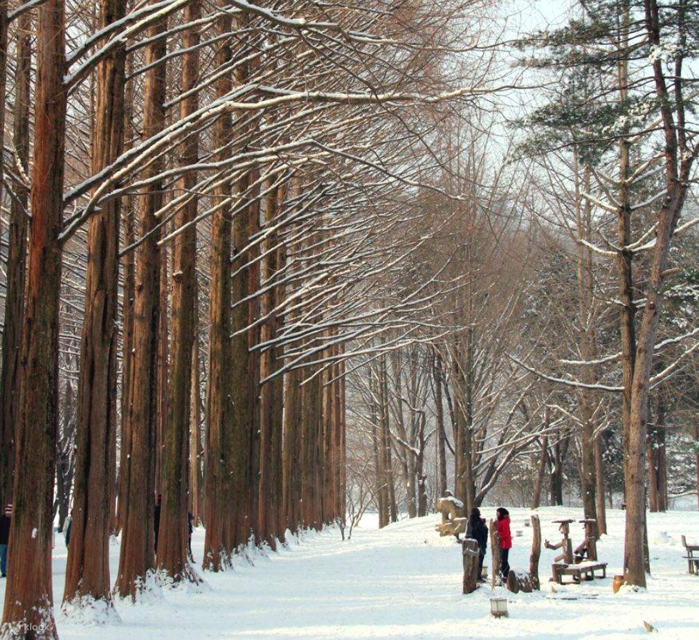 Nami Island, Alpaca Pasture & The Garden of Morning Calm Tour - Klook