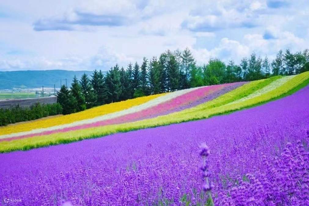 [Hokkaido Summer Hot Spots] Patchwork Road Seven Star Tree & Shikisai ...