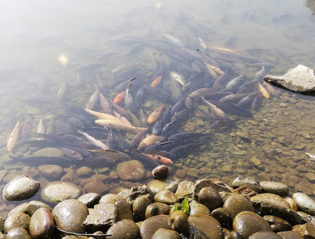 Historic South Kathmandu Valley Tour - Klook