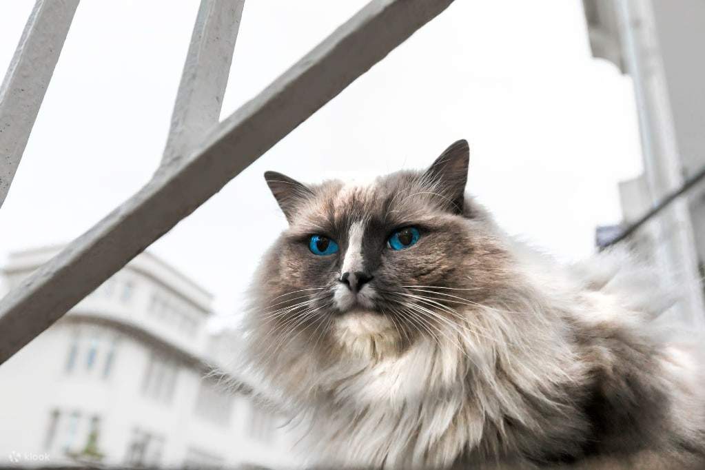 Lawatan Berjalan Kaki Sambil Melihat Kucing di Reykjavik - Klook ...