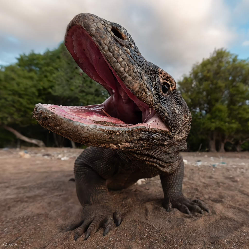 Full Day Sharing Komodo Tour With Slow Boat from Labuan Bajo - Klook ...