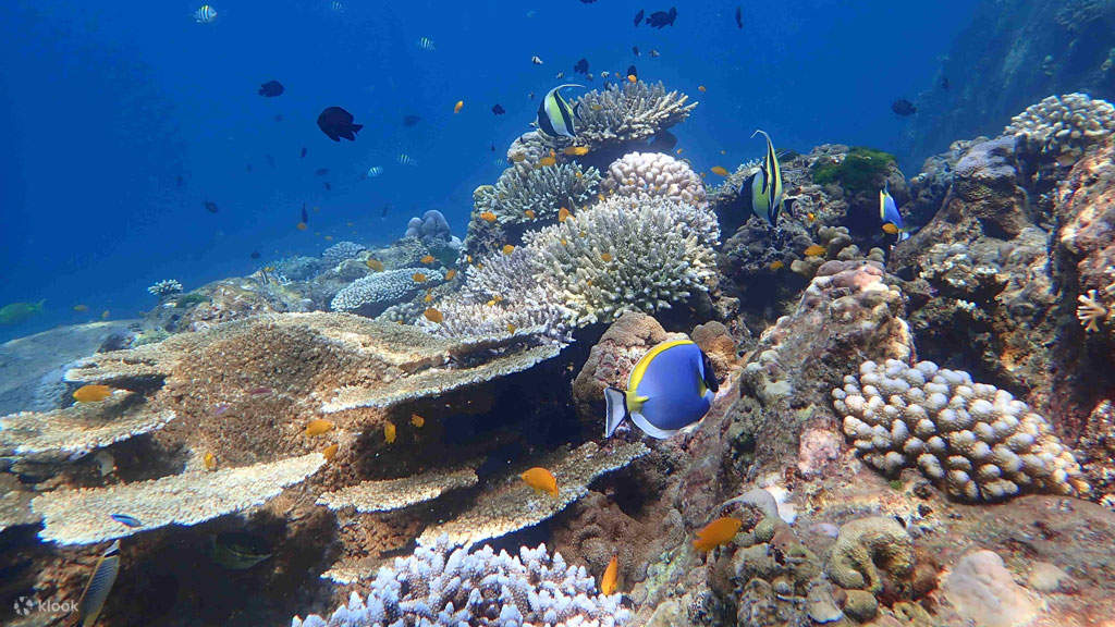 Krabi: 4 Islands & Krabi's Separated Sea Longtail Boat Tour - Klook