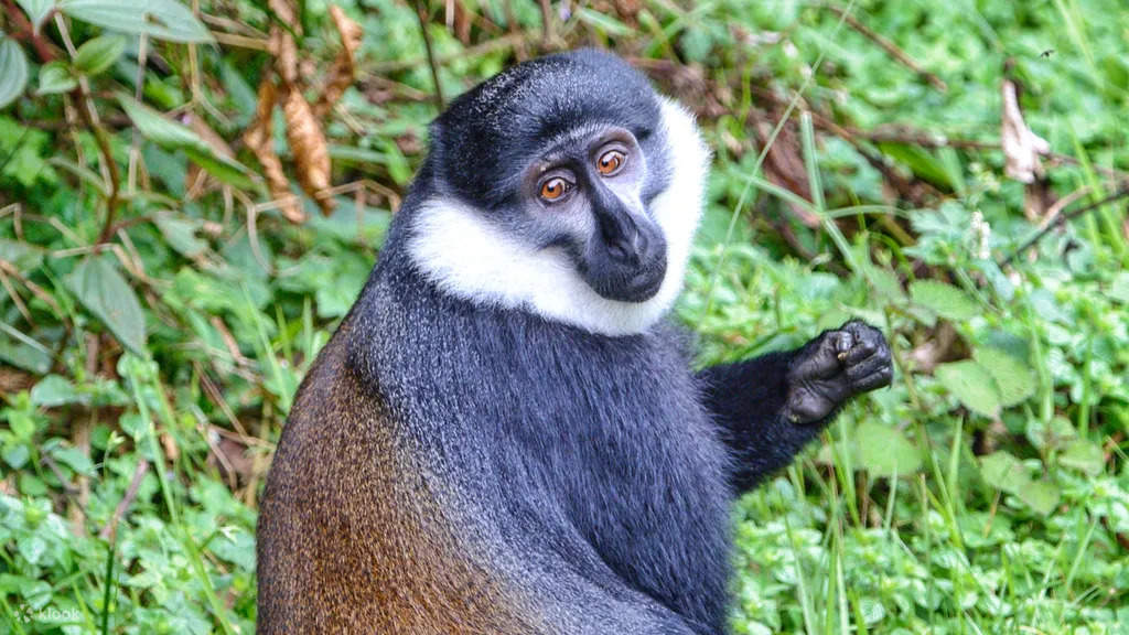 6-Day Rwanda Adventures - Great Apes & Lake Kivu - Klook Philippines