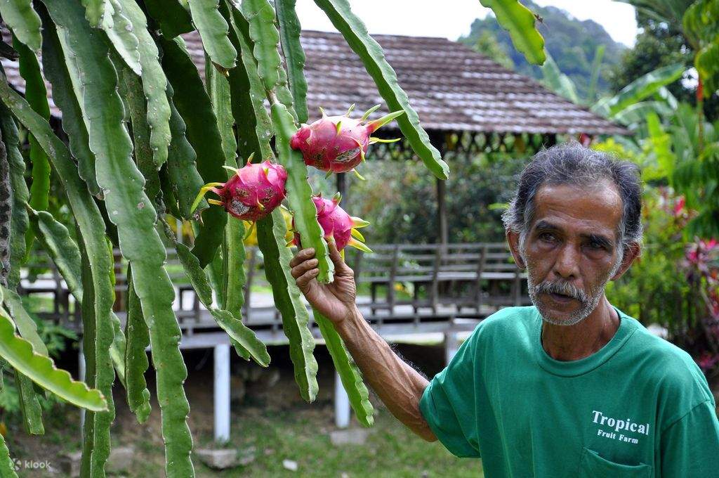 Penang Tropical Fruit Farm Join In Walking Tour - Klook Malaysia