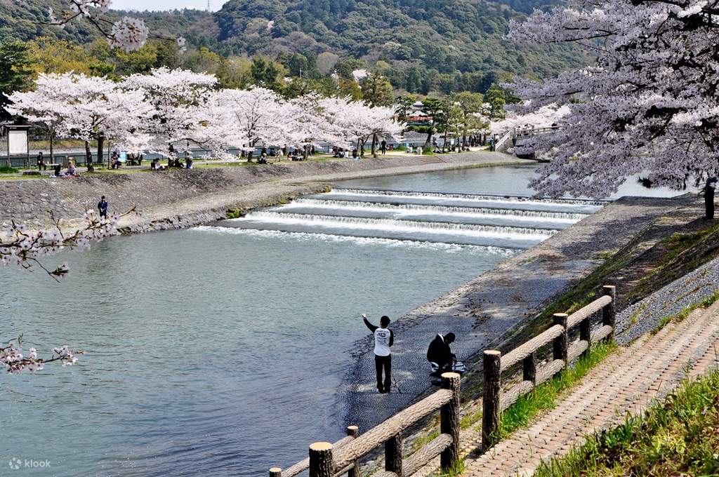 [One-day tour of Kyoto, Nara, and Uji] Nara Park's cute deer, Fushimi ...